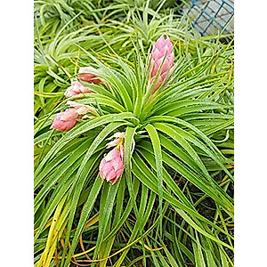 Large Air Plants - 1 Hybrid No. 1-4 to 6 Inch Air Plant - Color & Form Varies by Season - 30 Day Guarantee on Tillandsia from The Drunken Gnome (1, One Size 4-6")