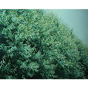 24 Hybrid Willow Trees. Austree Grows 12 Foot 1st Season. Create Instant Privacy Fence Hedge