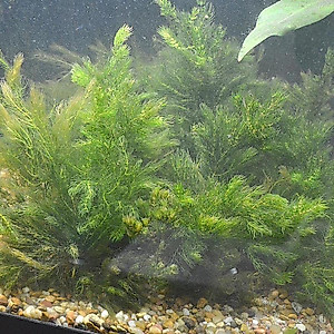 Marcus Fish Tanks Hornwort Coontail Ceratophyllum Easy Live Aquarium Plant Oxygenating Pond Plant Buy 2 GET 1 Extra