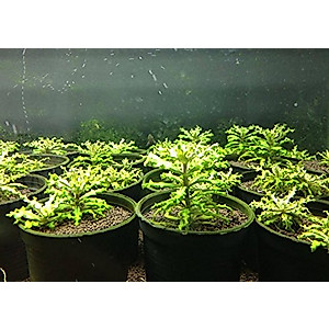 Mainam Pogostemon Helferi Downoi Live Aquarium Plants in Tissue Culture 100% Pest Free for Foreground Freshwater Aquatic Tank Imported Direct from Grower