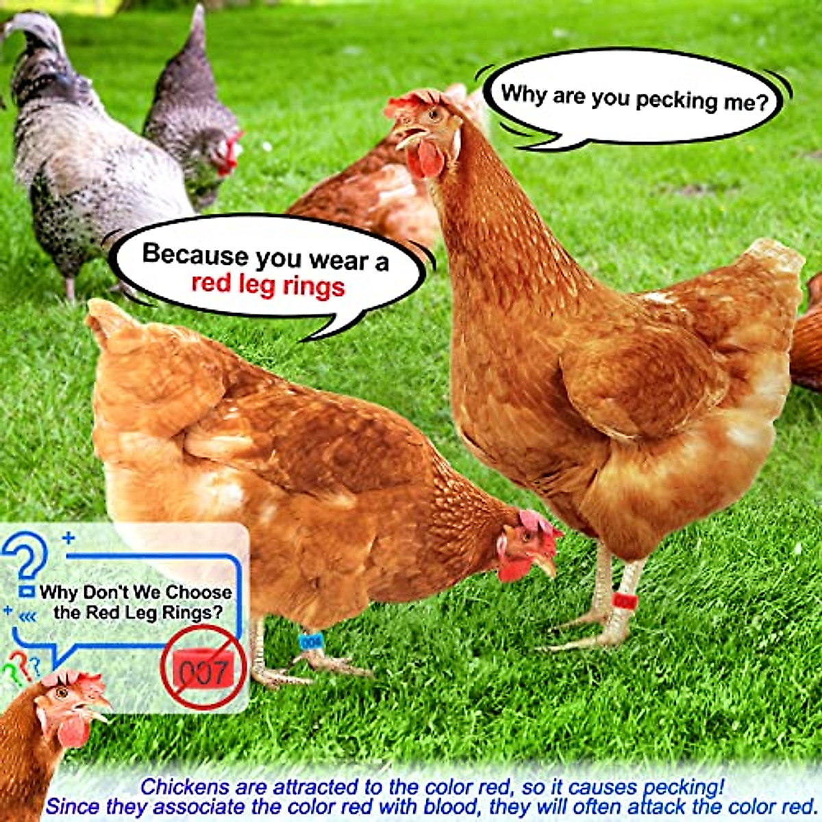 Keedolla 100Pcs 16mm Chicken Leg Rings 5 Colors Numbered Chicken Identification Leg Bands, Poultry Leg Bands Chicken Foot Rings for Ducks Chicks Bantam Guinea Pigeons Goose Gamefowl - Medium