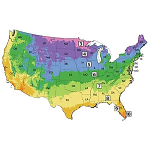 TriStar Plants - Flame Amur Maple Tree Potted 1 Gallon, 5'Ft Tall - Acer ginnala, Healthy Established Roots, Fast Growing Trees, Fall Color, Shade Tree