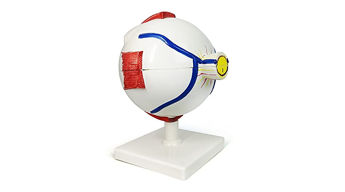 NEW HORIZON 6X Human Eye Model for Anatomy Study