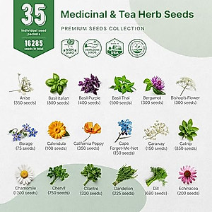 35 Medicinal & Tea Herb Seeds Variety Pack for Indoor & Outdoors. 16,300+ Non-GMO Heirloom Garden Seeds: Anise, Bergamot, Borage, Cilantro, Chamomile, Dandelion, Rosemary Seeds & More