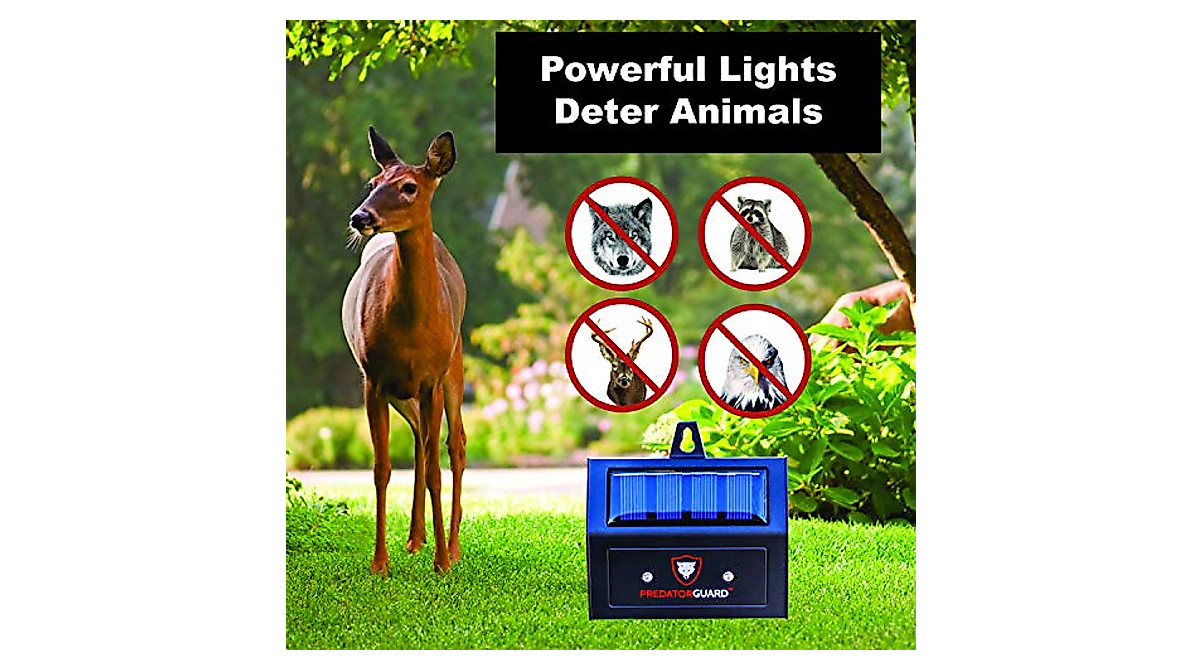 Solar Predator Deterrent Light for Safe Animal Protection | PREDATORGUARD