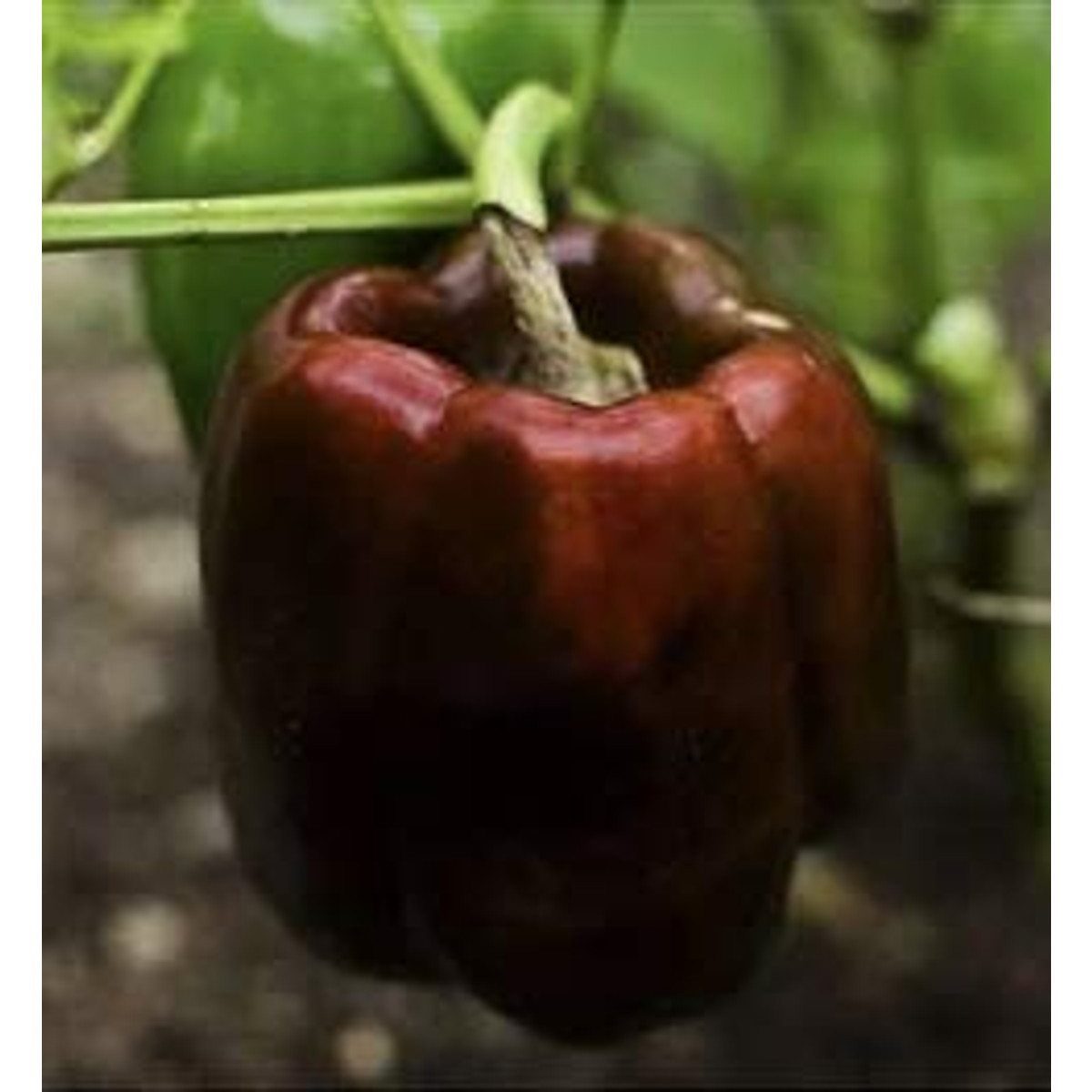 Chocolate Beauty Sweet Bell Pepper Seeds for Planting, 20+ Heirloom Seeds Per Packet, (Isla's Garden Seeds), Non GMO Seeds, Botanical Name: Capsicum annuum, Great Home Garden Gift