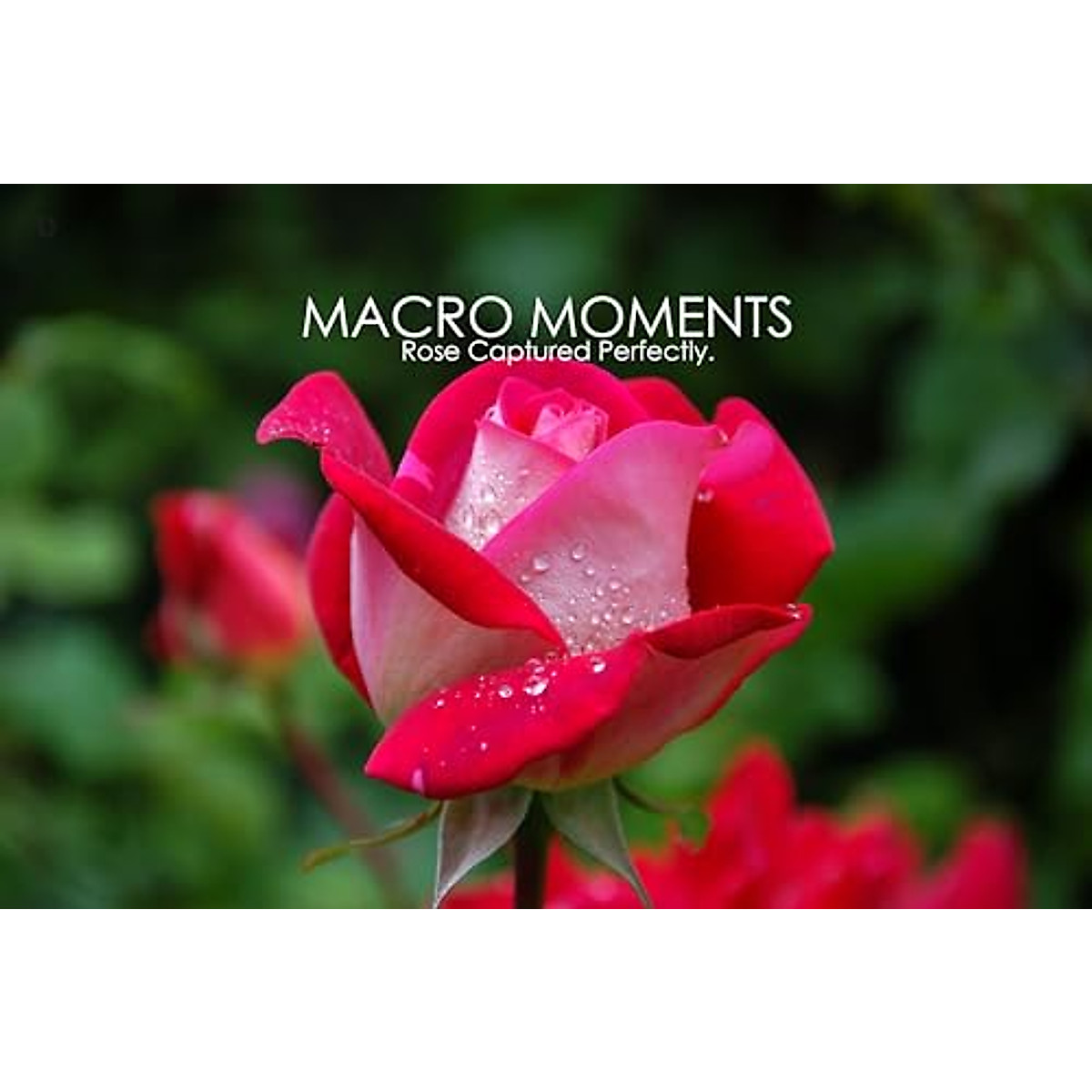 10x High Definition 2 Element Close-Up (Macro) Lens for Nikon, Canon, Sony, Panasonic, Fujifilm, Pentax & Olympus DSLR's (40.5mm)