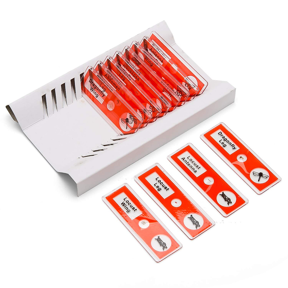 48pcs Kids Plastic Prepared Microscope Slides of Animals Insects Plants Flowers Sample Specimens for Microscopes