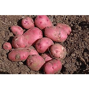 Southern Red Seed Potato Hand Selected AAA Grade Hand Selected Seed Naturally Grown