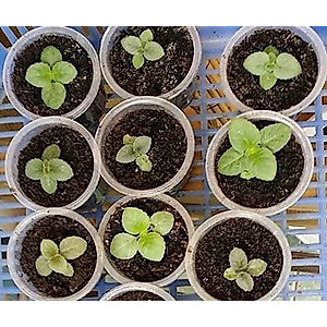 5000+ Petunia Seeds - Mixed Rainbow Color, Bonsai, Grandiflora Flowers, 1500 mg Heirloom Seeds, Flower Seeds, Pollinator Garden, Open Pollinated, Non-GMO, Indoor and Outdoor