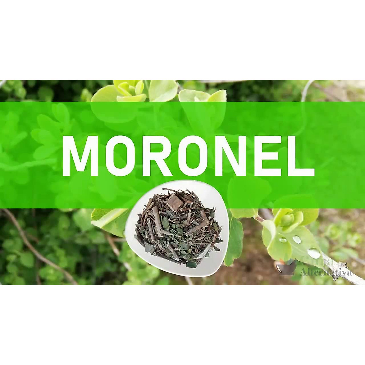 Yerbero - Moronel(Planta De La Vida) 30 Tea Bags 1gr (0.03oz) - Net WT 30gr (1.3oz) | Stand Up Resealable Bag | Crafted By Nature100% All Natural, non-GMO, Gluten-free.