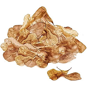 JOR 60 Pack Water Conditioner Leaves for Freshwater Betta & Shrimp Aquarium, Fin Rot Treatment Mini 2" Long Indian Almond Leaves, Leaf Lowers Tank's pH, Helps in Successful Breeding, Aquarium Décor