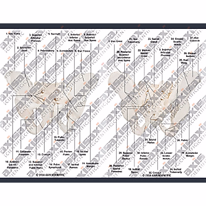 Axis Scientific Male Pelvis Model, Life Size Pelvic Human Anatomy Features Hip, Sacrum, and Coccyx, Includes Detailed Manual