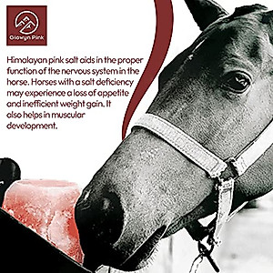 Glowyn Himalayan Salt Lick-Natural Minerals Block on Rope - 4.0 lbs. (6 Packs) - Great for Horses, Cattle, and Live Stock– Long Lasting – Pink Salt Lick
