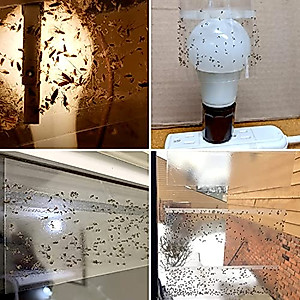 LFSYS 50 Pack Window Fly Traps, Fruit Fly Traps for Indoors, Fly Paper Sticky Strips, Fly Traps for Indoors Clear