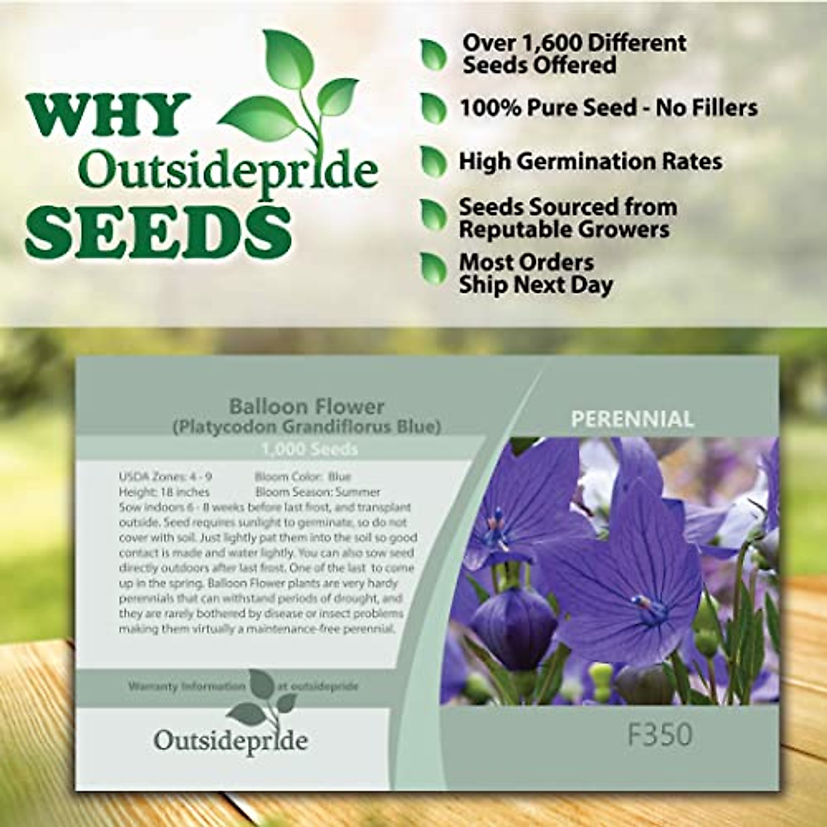 Outsidepride Balloon Flower Blue Platycodon Grandiflorus Garden Flower Seed - 2000 Seeds