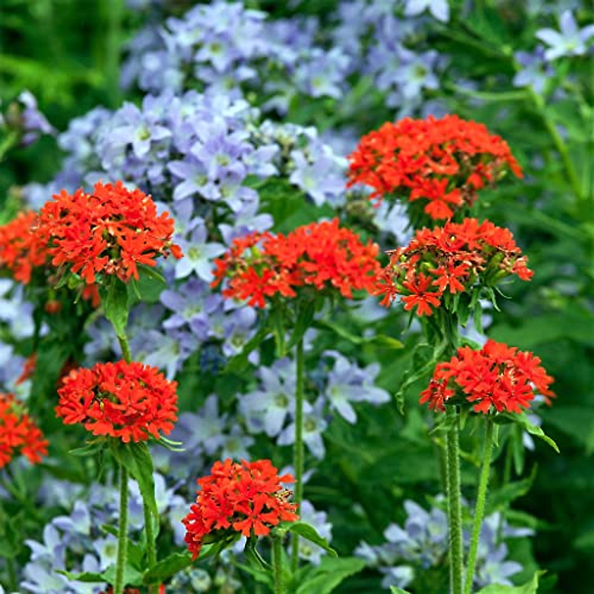 Maltese Cross Seeds - 1 Pound - Red Flower Seeds, Heirloom Seed Attracts Bees, Attracts Butterflies, Attracts Hummingbirds, Attracts Pollinators, Fragrant, Container Garden