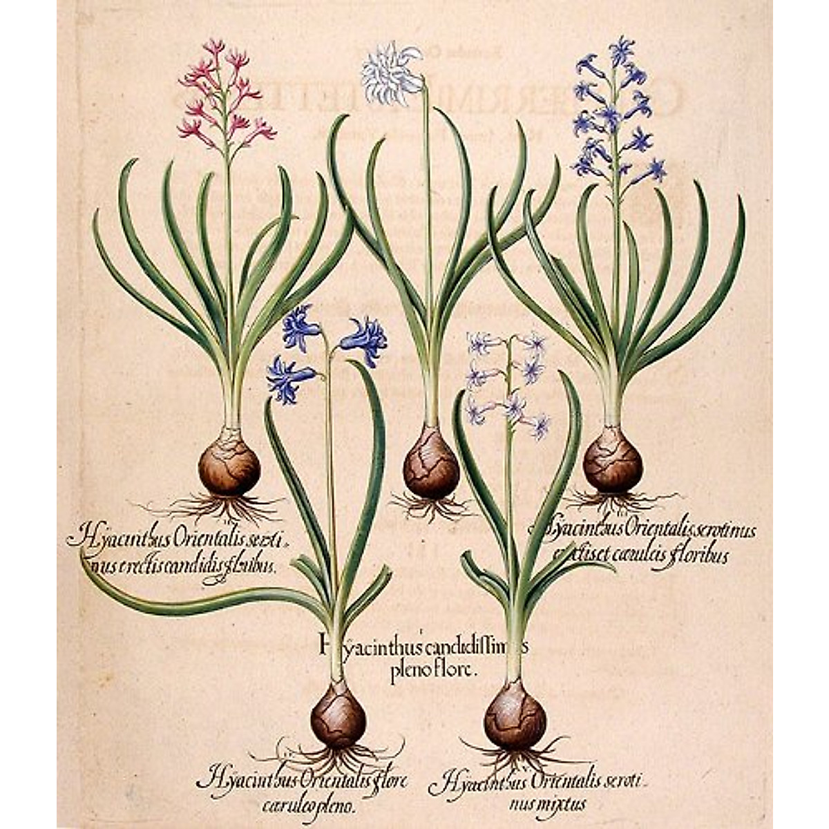 [Hyacinth] Hyacinthus candidissimus pleno flore; [Common hyacinth] Hyacinthus Orientalis serotinus erectis candidis floribus; [Common hyacinth] Hyacinthus Orientalis serotinus erectis et coeruleis floribus; [Common hyacinth] Hyacinthus Orientalis flore cµ