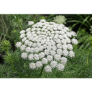 Liliana's Garden Flower Seeds - Annual Queen Anne's Lace - Ammi majus - Annual