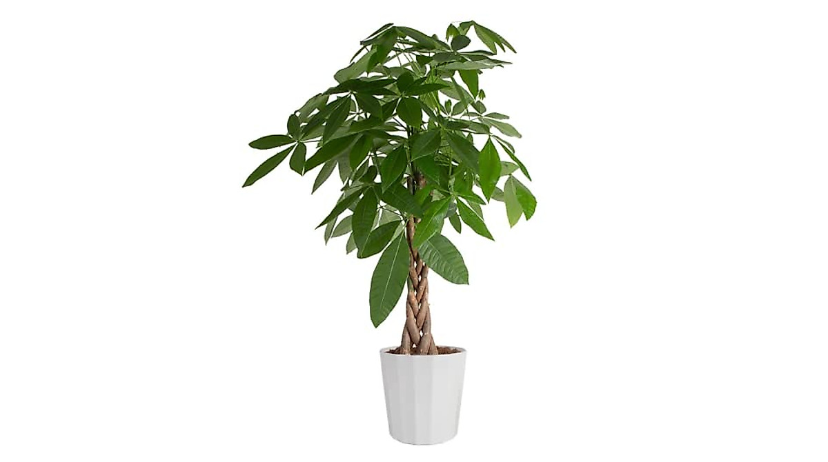 Buy Costa Farms Money Tree Indoor Plant - Easy Care, Tall Green Decor