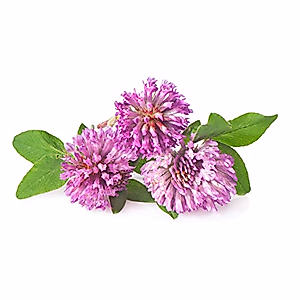 Todd's Seeds Red Clover Seeds, Non-GMO, Chemical Free, High Germination (1/4 Pound)