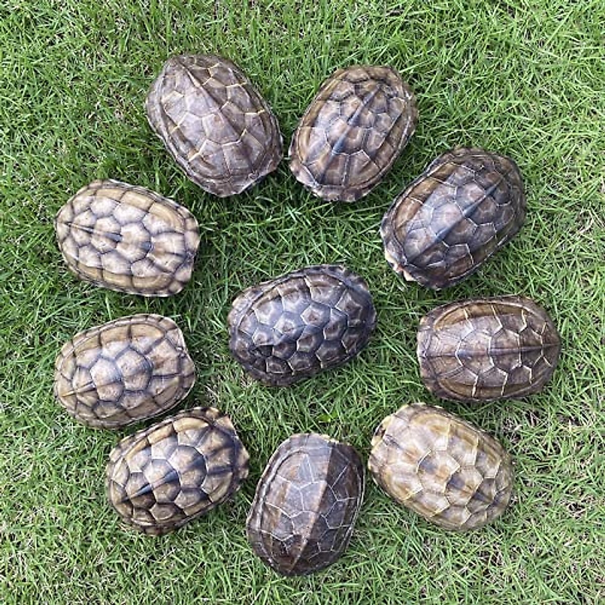 Unique Turtle Shell True Specimen Turtle Shell（ Reeves' Turtle） Taxidermy (1)
