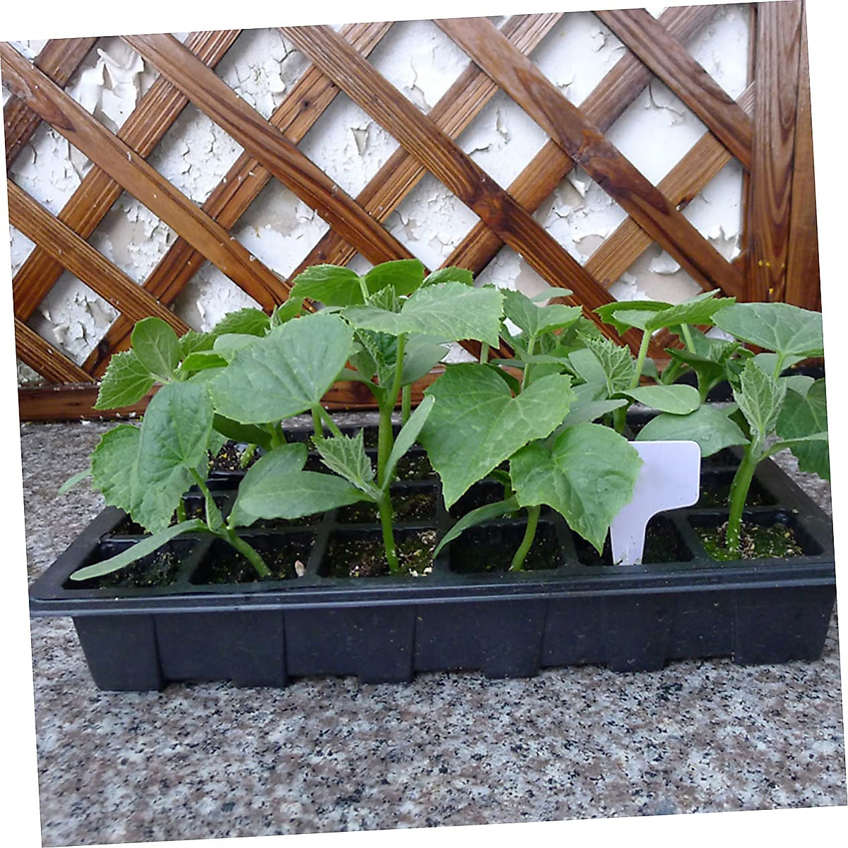 GANAZONO 4 Sets 24 Starting Planter Microgreens Tray Starter Tray Plant Starting Trays Growing Tray Garden Propagator Greenhouse Grow Trays Miniature Kits Germination Pot Vegetable