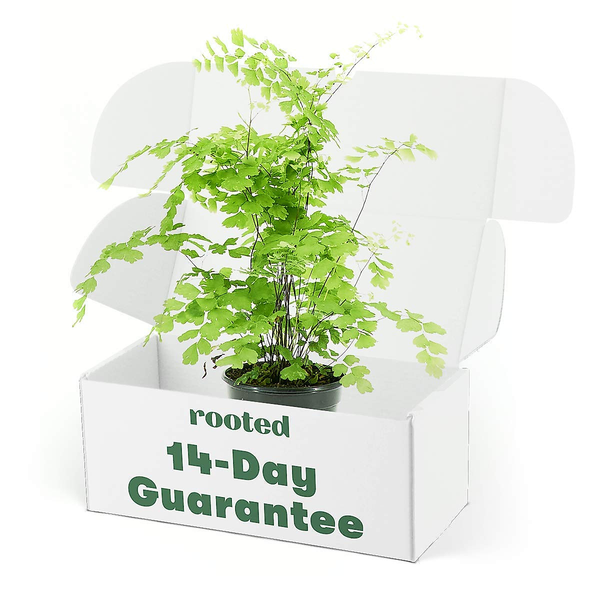 Rooted Maidenhair Fern, Adiantum aethiopicum, Live, Live Indoor, Easy to Grow, Easy to Care, Outdoor Garden and Low Maintenance Houseplant (4")