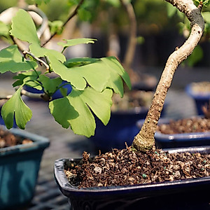 Brussel's Bonsai Live Ginkgo Bonsai Tree - 4 Years, 10 to 14 Inches Tall - Outdoor Bonsai Tree Live in Decorative Ceramic Bonsai Pot