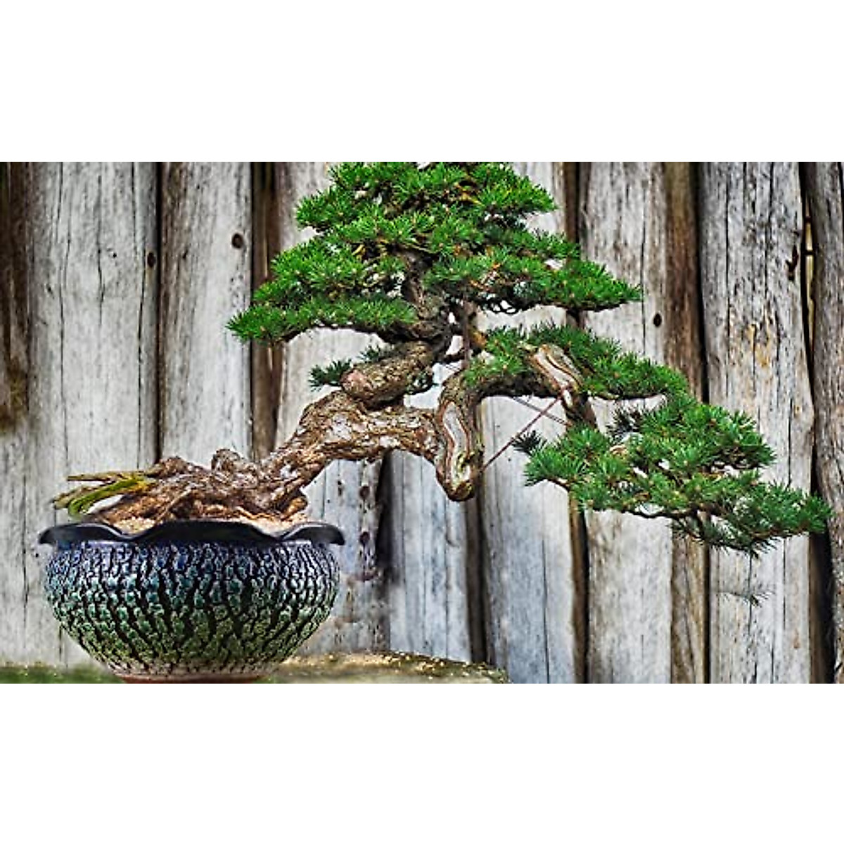 FFPOPU Bonsai Pots, Large Rough Pottery Succulent Planter with Drainage Hole, Purely Handmade Large Ceramic Bonsai Tree Pot,Green Bonsai Planter for Bonsai Lovers