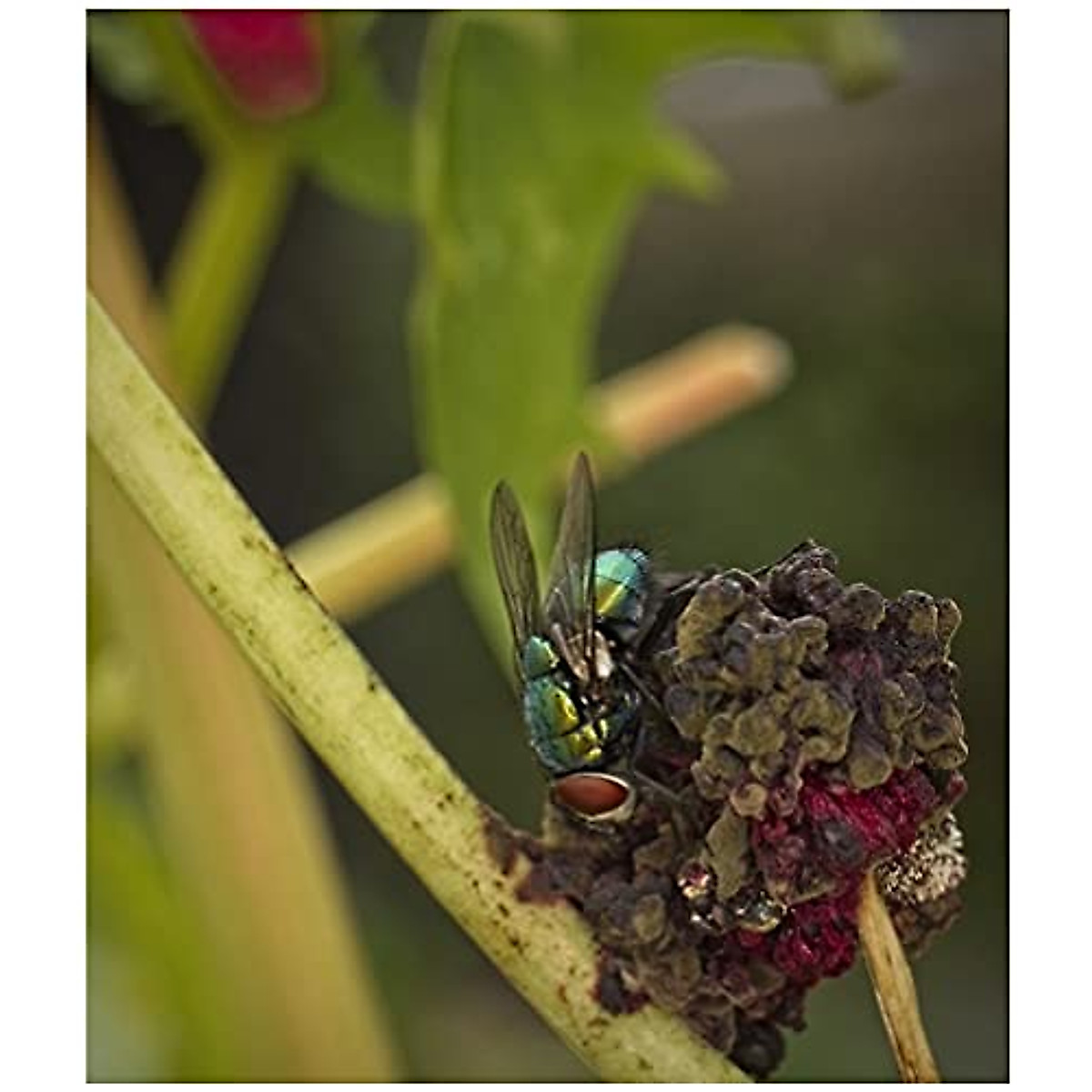 Digital Macro +10 Achromatic Close-Up Screw Mount Lens (49mm)