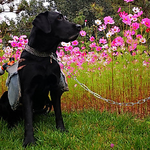 Akascord Clothes Line Chain, Dog Chain Outdoor Travel Clothesline Dog Leads for Yard 304 Stainless Steel Heavy Duty Chain Link Fence