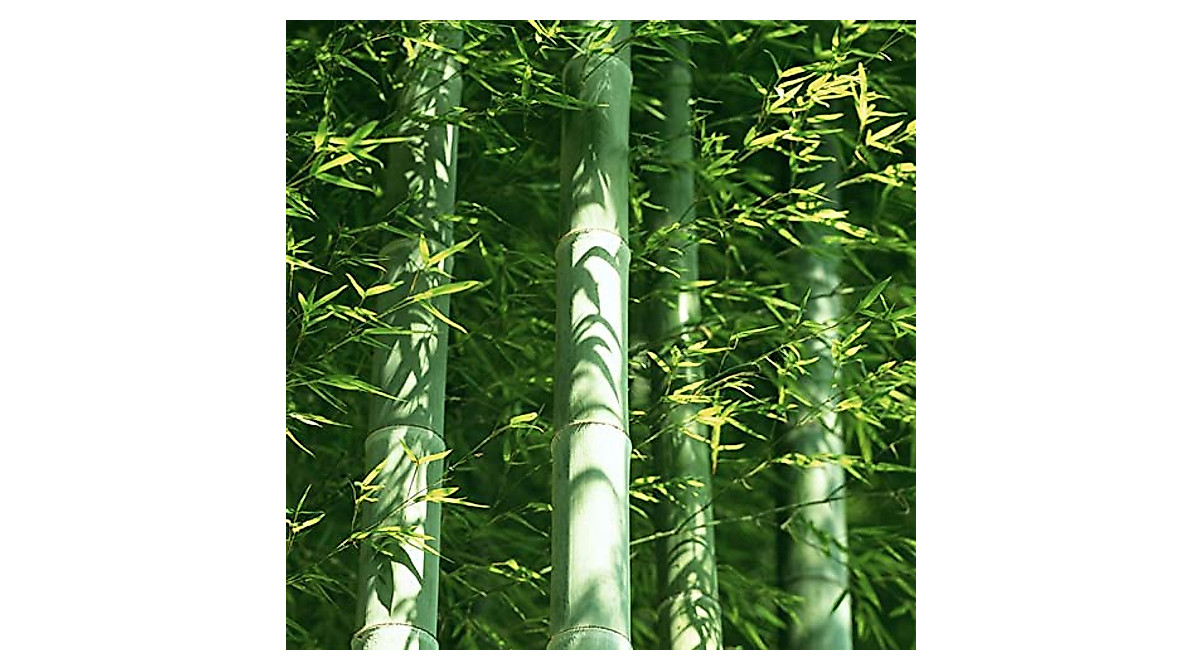 CHUXAY GARDEN 60 Seeds Phyllostachys Edulis,Moso Bamboo,Tortoise-Shell ...
