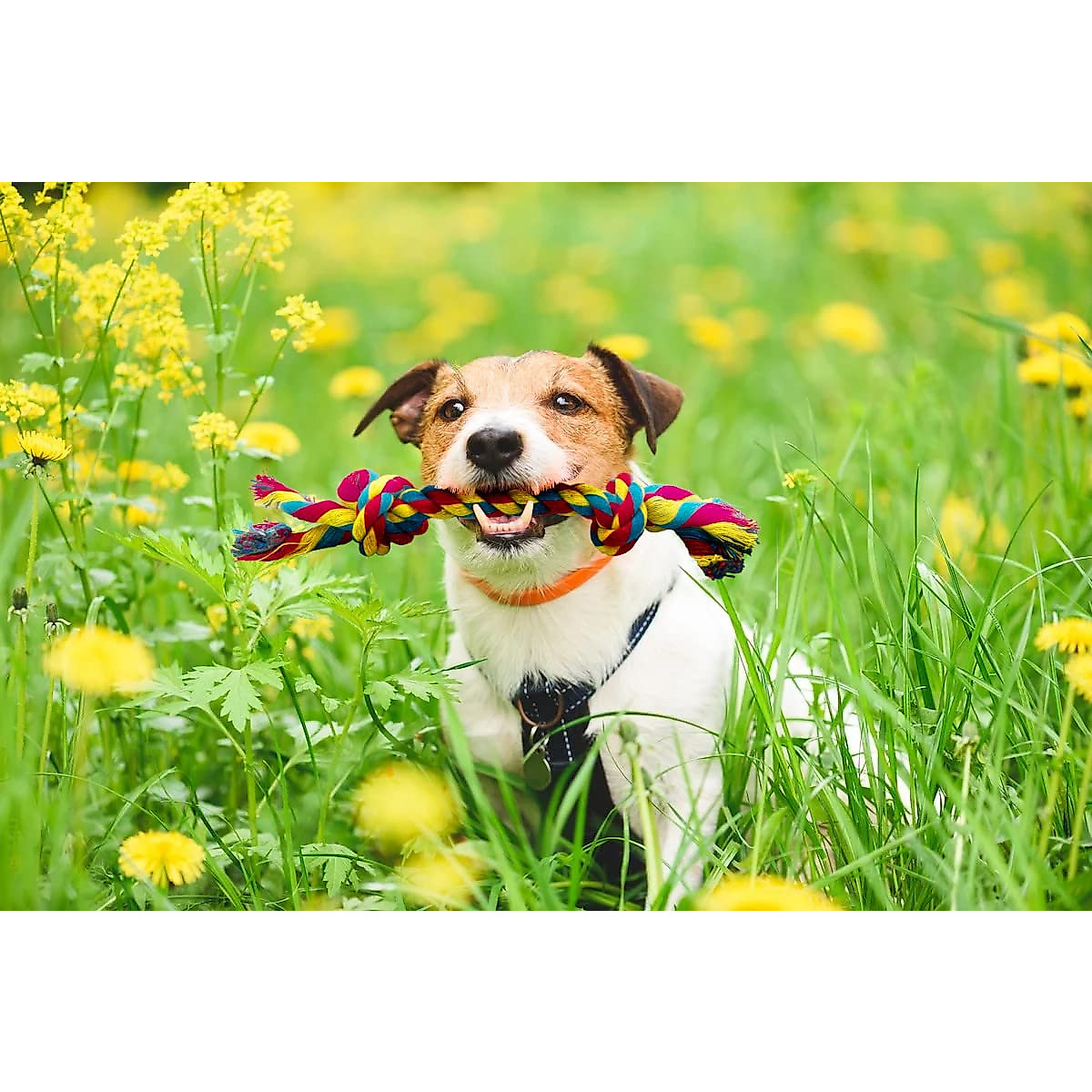 PetBox Knotted Rope Chew Toy for Small Dogs - Medium Size 8"