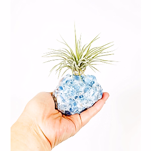 Thoughtful Birthday Gift for Plant and Crystal Lovers Blue Calcite Crystal Air Plant Holder Includes Air Plant and Gift Box Unique Meaningful Gift for Best Friend Girl Friend Boyfriend