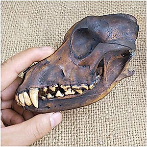 LUCKFY Real Wolf Skull Genuine Taxidermy Animal Bones Animal Skull Model for Bar Home Decoration Art Collection Veterinary Teaching Tool