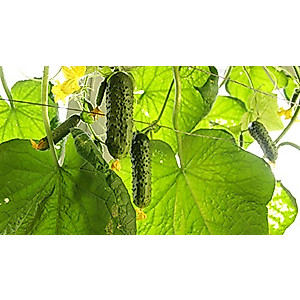 Seeds Cucumber Indoor F1 Room Early Self-pollinated Pickling Vegetable for Planting Heirloom Non GMO