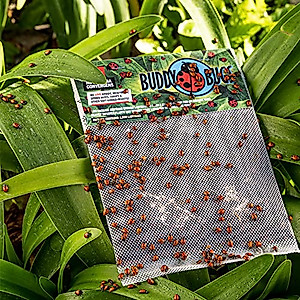 The Hydroponic City 3000 Pre-Fed Live Ladybugs | BuddyBugs | Hippodamia Convergens | Guaranteed Live Delivery | for Aphid Control and Other Insects + 2 THCity Stake