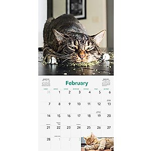 Cats on Catnip Wall Calendar 2021