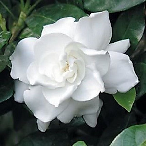 100+ Cape Jasmine Seeds White Jasmine Bonsai Plants Flowers Home Garden