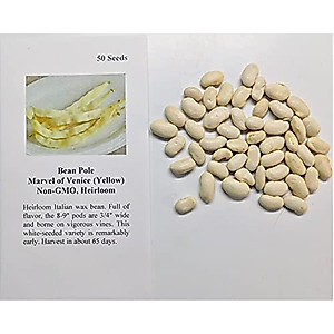 David's Garden Seeds Bean Pole Marvel of Venice 6789 (Yellow) 50 Non-GMO, Heirloom Seeds
