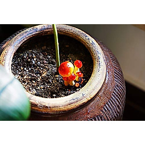 MUAMAX 2 Packs Fairy Garden Mushroom Small Figurines Miniature Garden Mushrooms Fairy Garden Mushrooms Small Little Tiny Mushroom Ornaments Micro Mushroom Figurines Plants Bonsai Craft Decor