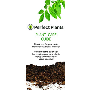 Arbequina Olive Tree - Live Plant, Includes Special Blend Plants Food & Planting Guide (2-3FT)