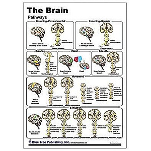 Brain Anatomical Chart