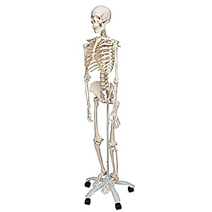 3B Scientific A10 Stan the Standard Skeleton w/ Pelvic mounted roller stand - 3B Smart Anatomy
