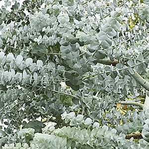Outsidepride Eucalyptus Silver Dollar Tree Garden Seeds - 50 Seeds