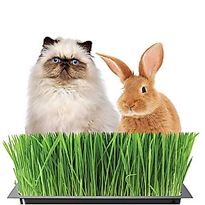 Deluxe Organic Cat Grass Kit - Includes 5 Pounds of Organic Cat Grass Seeds, Minute Soil Coco Coir, Trays, Instructions - Enough to Grow Five 10x10 Trays of Wheat Grass for Cats, Dogs, & Other Pets