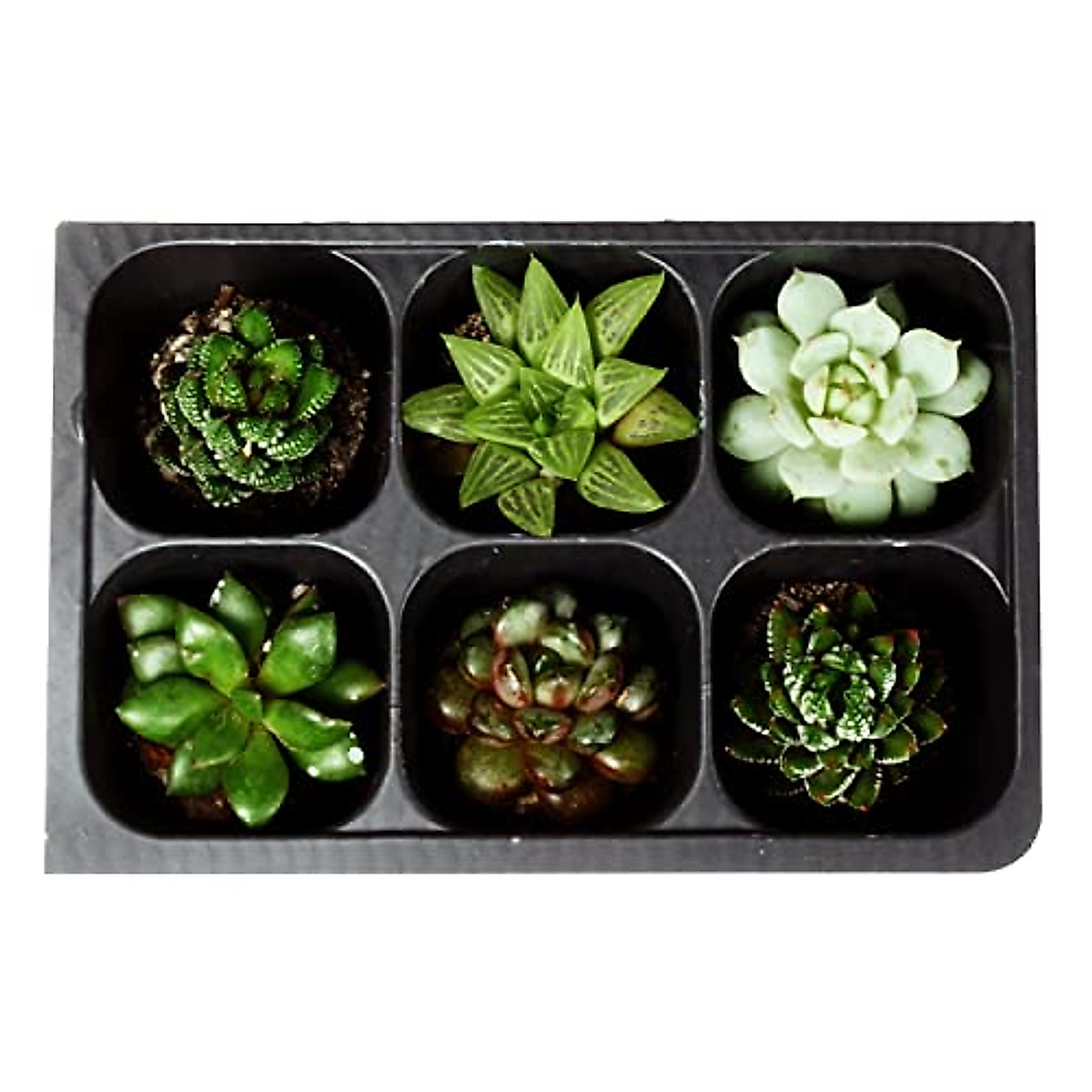 The Hydroponic City Seed Starter Tray, 144 Cells (24 Trays - 6 Cells Per Tray) + THCity Stakes