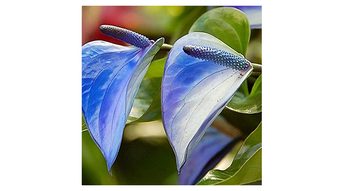 Blue Anthurium Seeds - Exotic, Easy-to-Grow Tropical Plant for Indoors ...