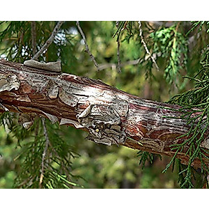 Bonsai Tree | Rocky Mountain Juniper | Seed Grow Kit | The Jonsteen Company